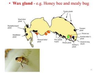 Insect body wall its structure, function and Molting | PPTX