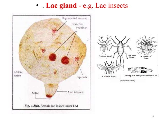 Insect body wall its structure, function and Molting | PPTX