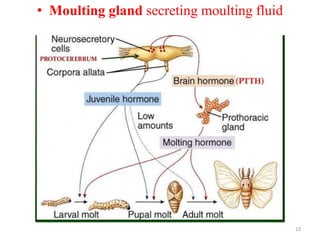 Insect body wall its structure, function and Molting | PPTX