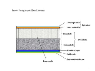 Insect body wall its structure, function and Molting | PPTX