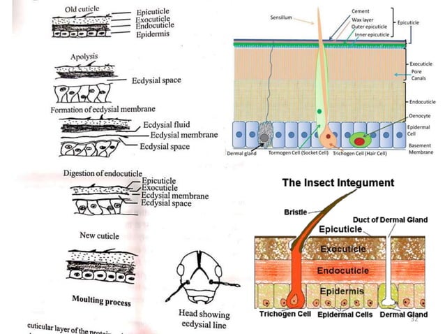 Insect body wall its structure, function and Molting | PPTX