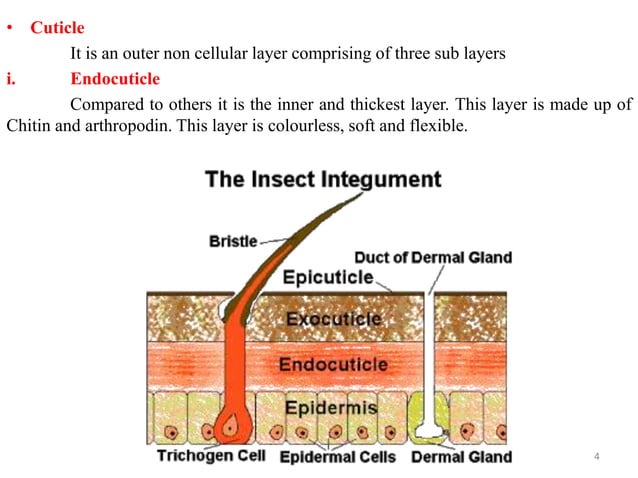 Insect body wall its structure, function and Molting | PPTX