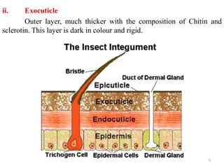 Insect body wall its structure, function and Molting | PPTX