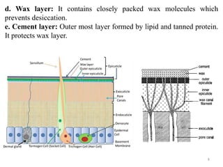 Insect body wall its structure, function and Molting | PPTX