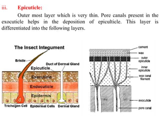 Insect body wall its structure, function and Molting | PPT