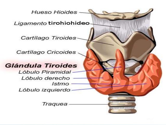 45 generalidades de tiroides