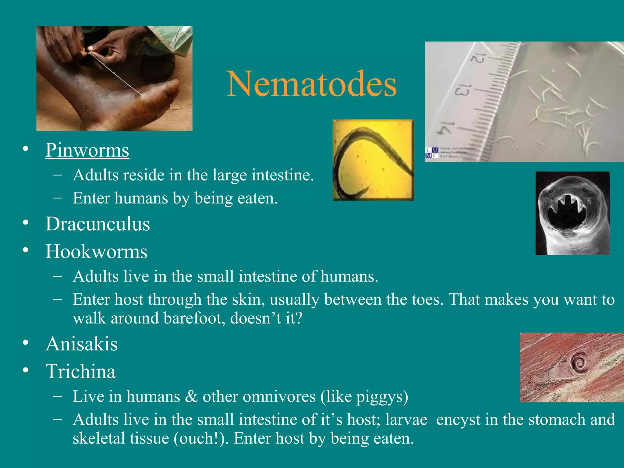 4 5 nematodes and annelids | PPT
