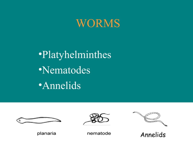 4 5 nematodes and annelids | PPT