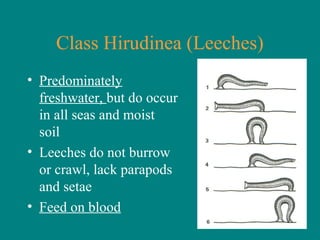 4 5 nematodes and annelids | PPT