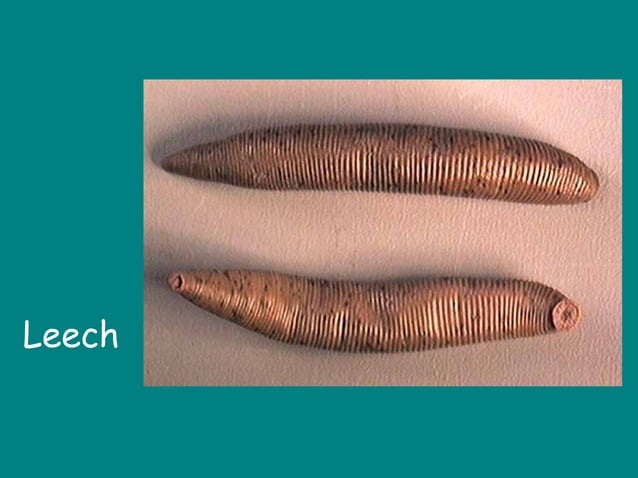 4 5 nematodes and annelids | PPT