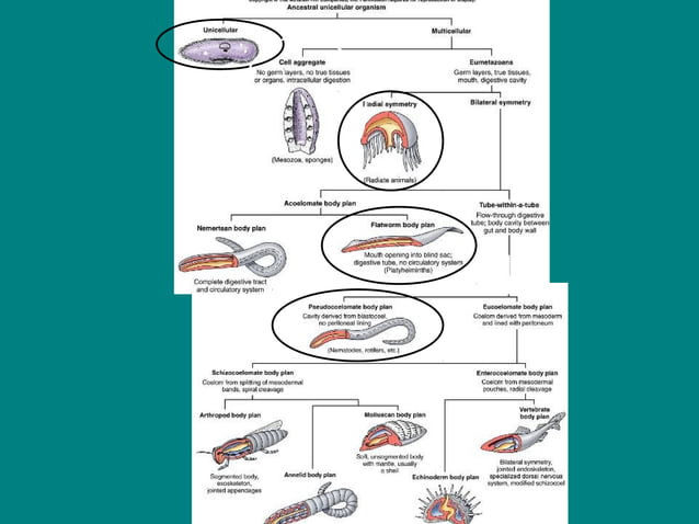4 5 nematodes and annelids | PPT