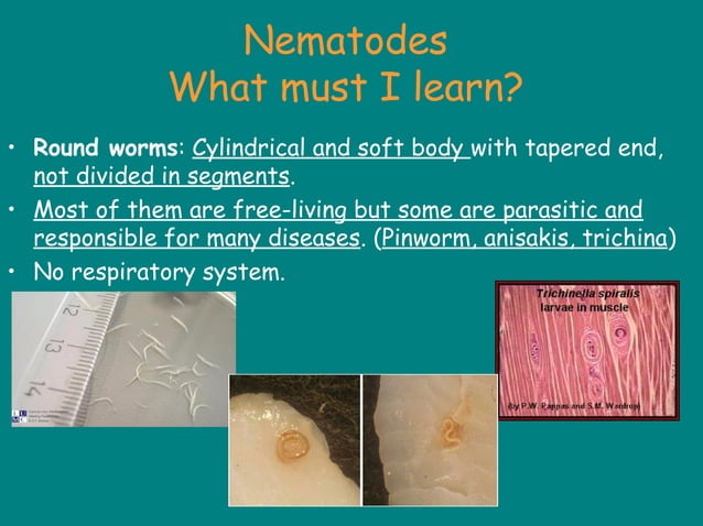 4 5 nematodes and annelids | PPT
