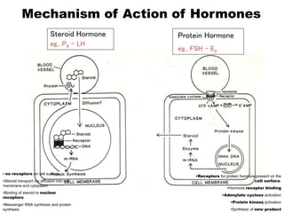4 & 5 ther 608 hormones & reproduction | PPT
