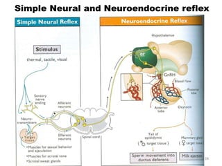 4 & 5 ther 608 hormones & reproduction | PPT