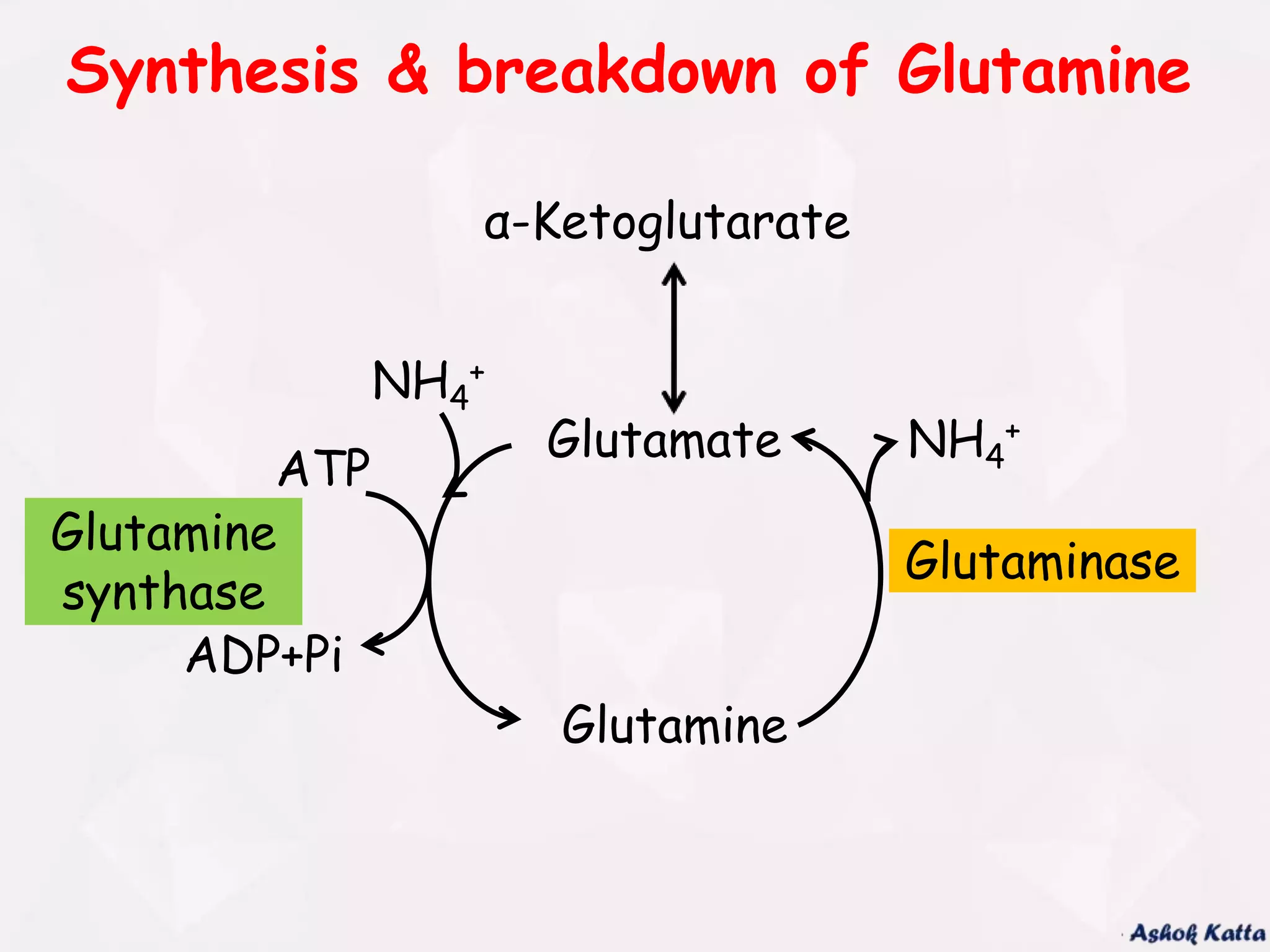Metabolism of Acidic Amino Acids (Glutamic Acid, Glutamine, Aspartic ...