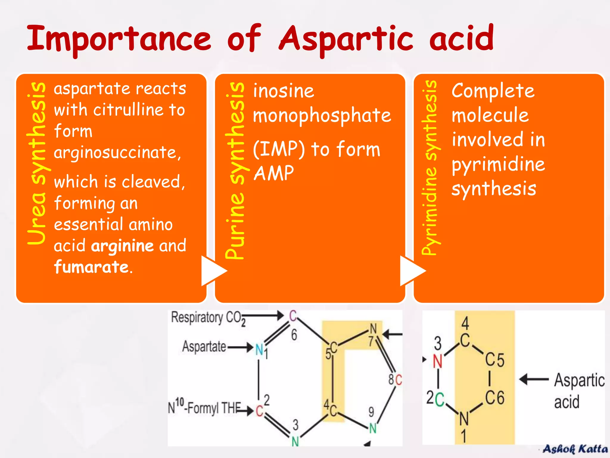 Metabolism of Acidic Amino Acids (Glutamic Acid, Glutamine, Aspartic ...