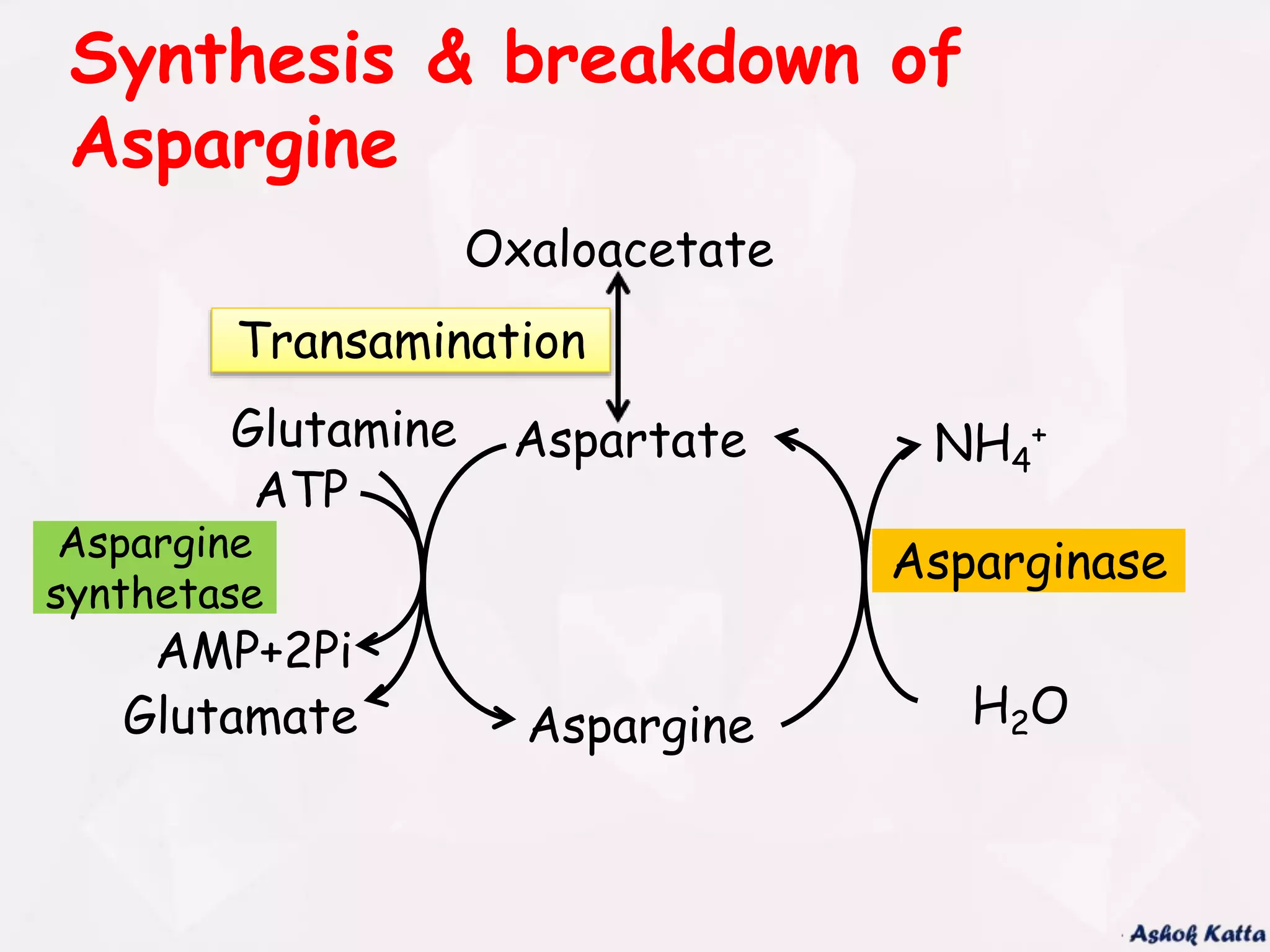 Metabolism of Acidic Amino Acids (Glutamic Acid, Glutamine, Aspartic ...