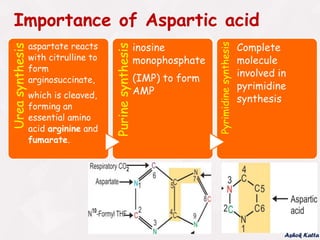 Metabolism of Acidic Amino Acids (Glutamic Acid, Glutamine, Aspartic ...