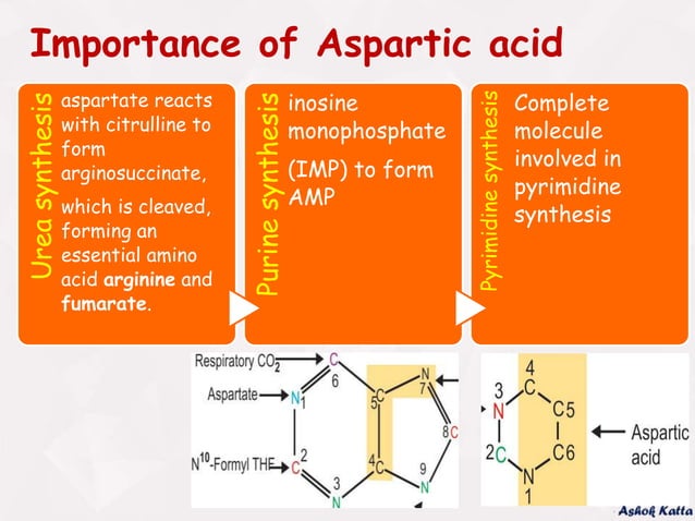 Metabolism of Acidic Amino Acids (Glutamic Acid, Glutamine, Aspartic ...