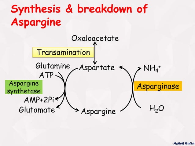 Metabolism of Acidic Amino Acids (Glutamic Acid, Glutamine, Aspartic ...
