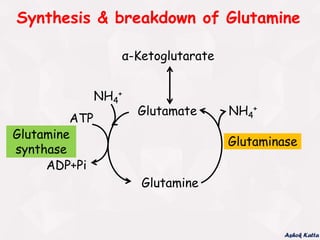Glutamic Acid Vs Glutamate