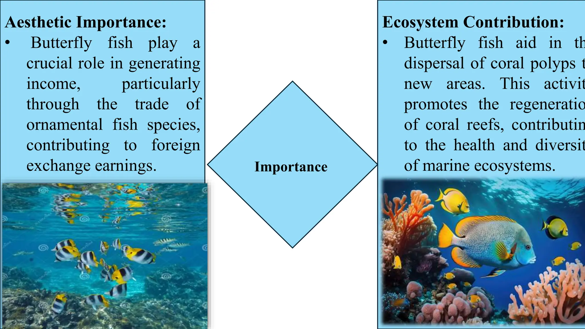Introduction to Butterfly Fish and its meristic characters | PPTX