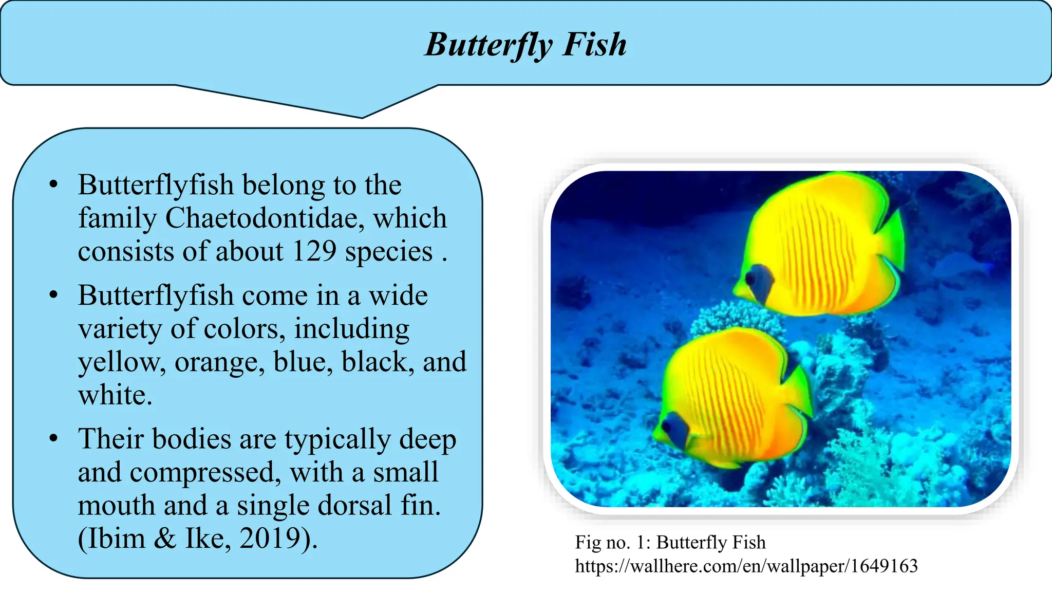 Introduction to Butterfly Fish and its meristic characters | PPTX
