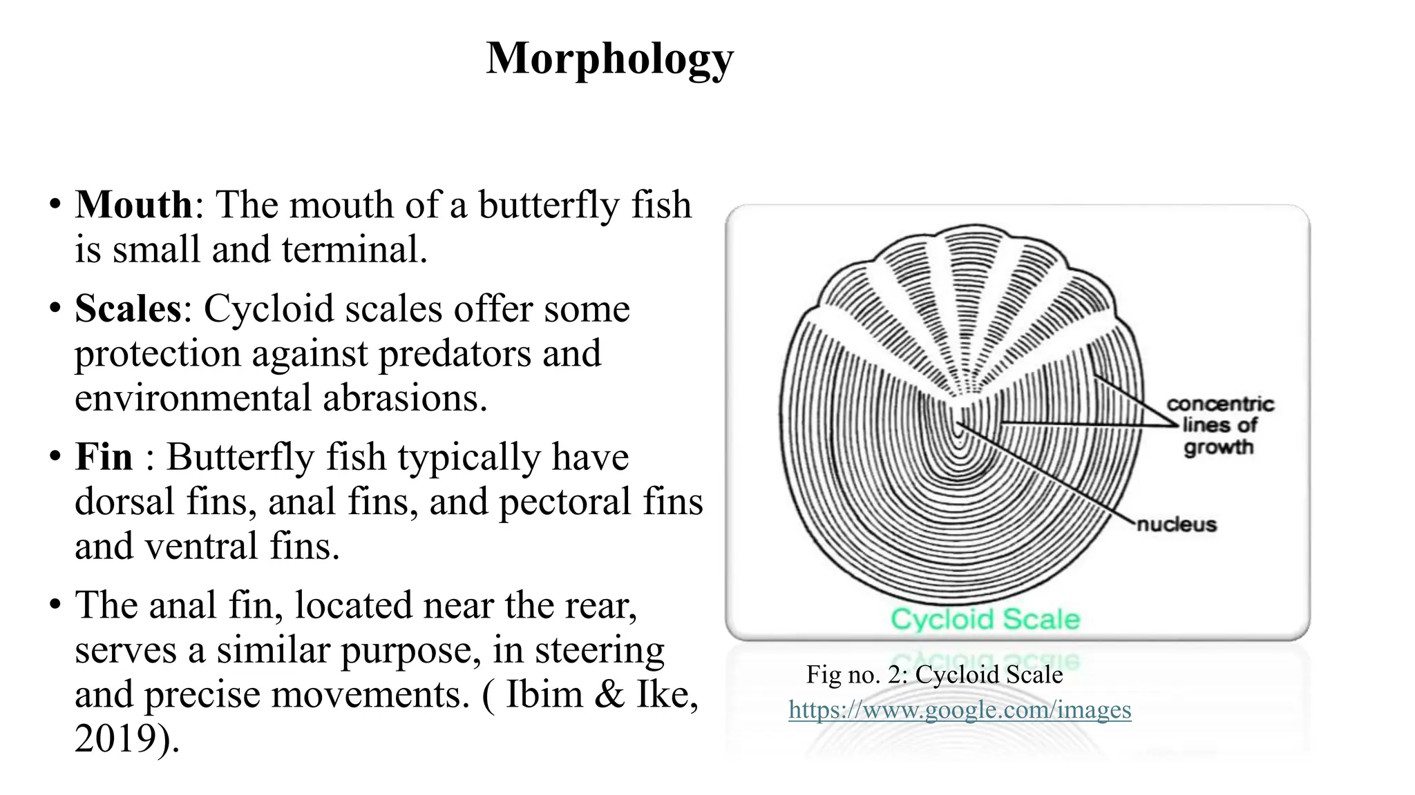 Introduction to Butterfly Fish and its meristic characters | PPTX