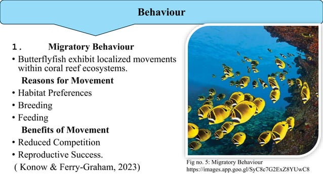 Introduction to Butterfly Fish and its meristic characters | PPTX