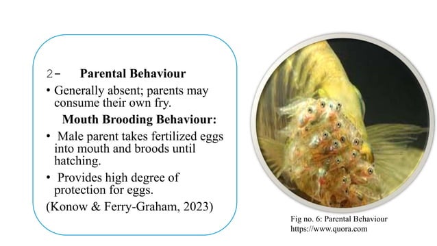 Introduction to Butterfly Fish and its meristic characters | PPTX