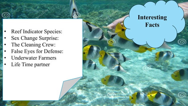 Introduction to Butterfly Fish and its meristic characters | PPTX