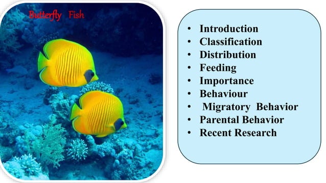Introduction to Butterfly Fish and its meristic characters | PPTX