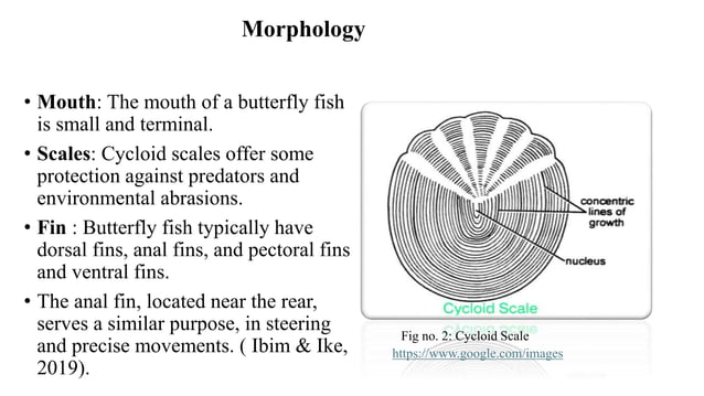 Introduction to Butterfly Fish and its meristic characters | PPTX