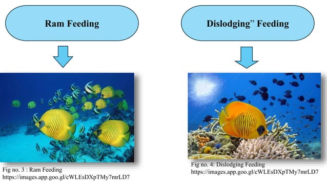Introduction to Butterfly Fish and its meristic characters | PPTX