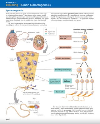46 animal reproduction | PDF