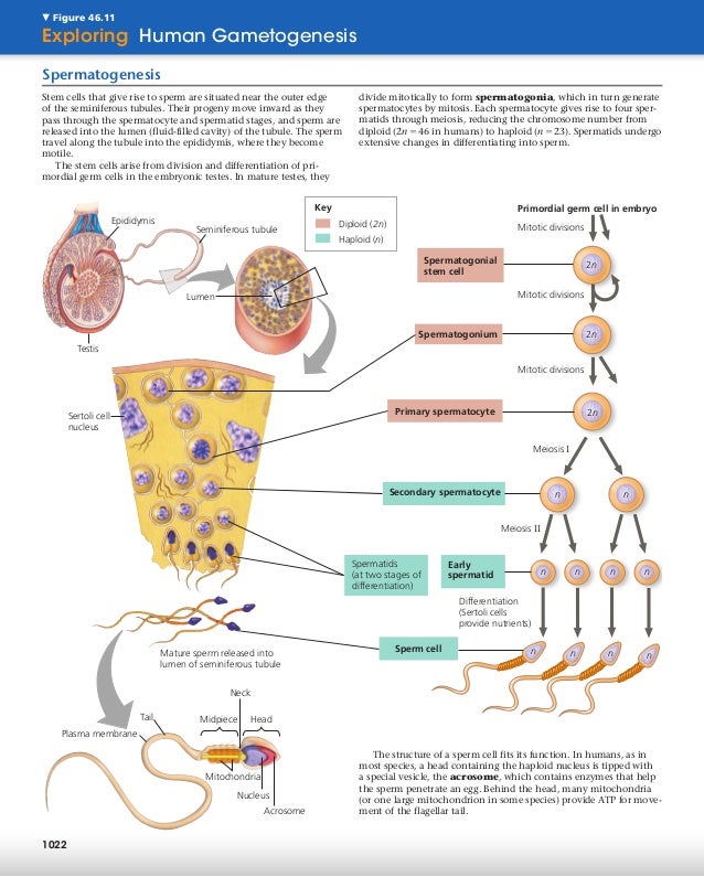 46 animal reproduction