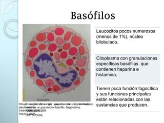 46. sangre, linfa y hematopoyesis | PPTX