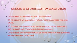Antemortem examination of meat animals and post mortem examination of carcass | PDF
