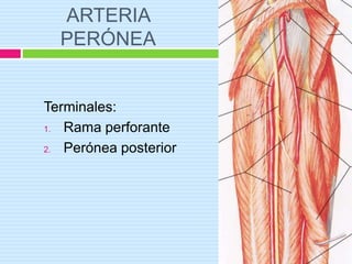 -ARTERIA-FEMORAL- CONTENIDO DE IRRIGACIÓN | PPTX