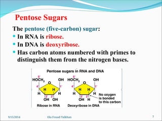 Nucleic acid, chemical composition and structure of nucleic acid.ppt