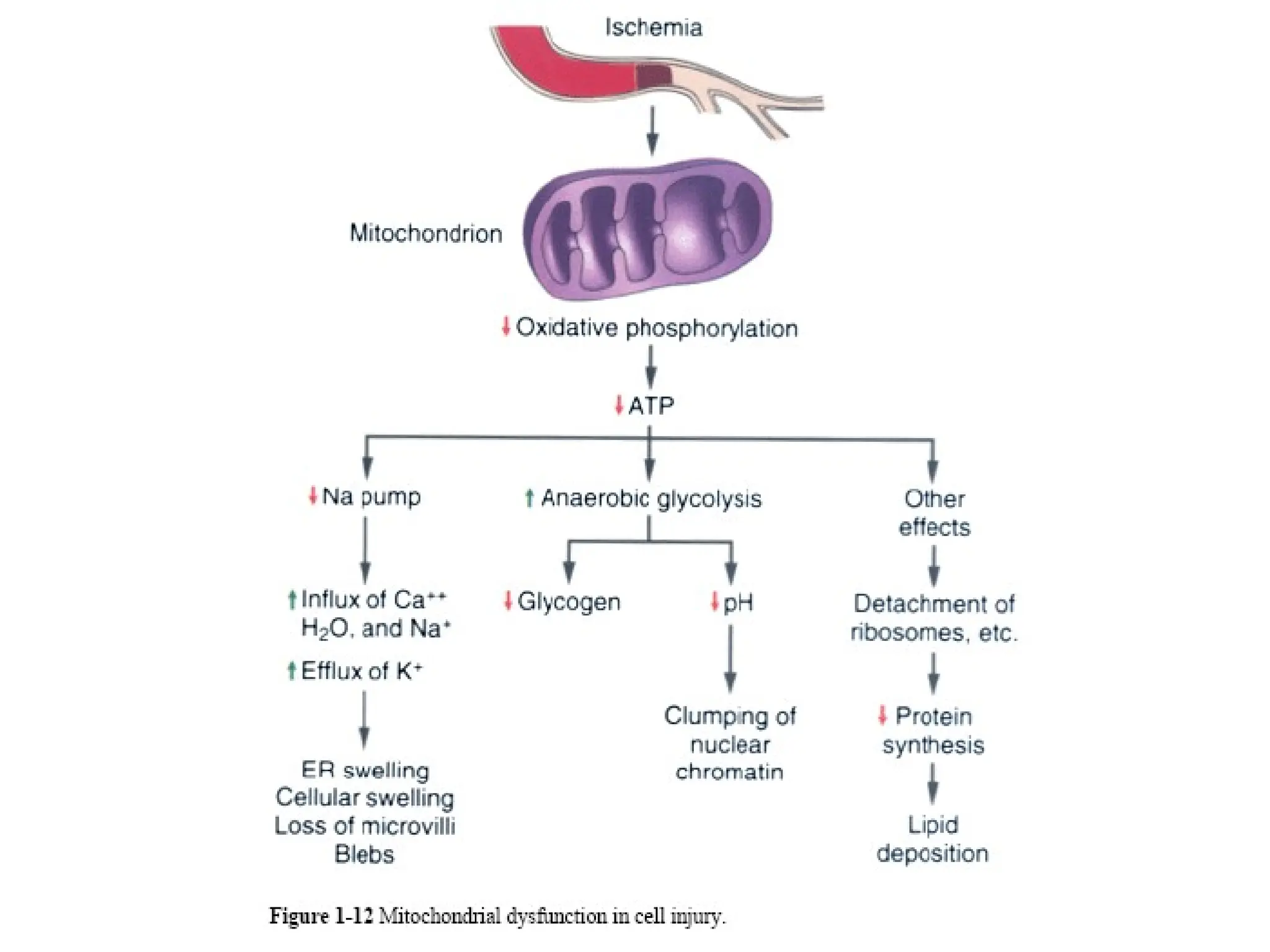 Konsep Inflamasi pada pasien, inflamasi adalah proses peradangan | PPT