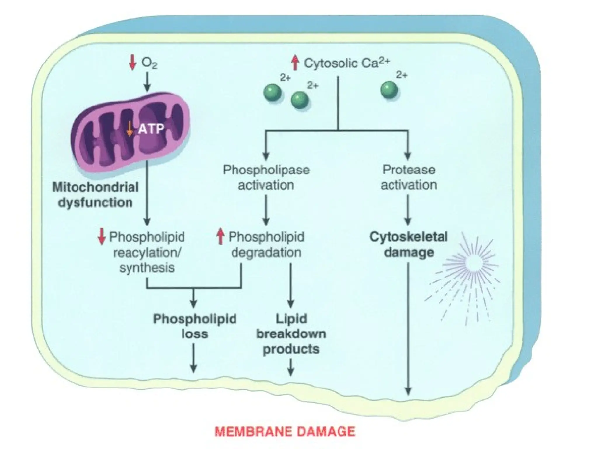 Konsep Inflamasi pada pasien, inflamasi adalah proses peradangan | PPT