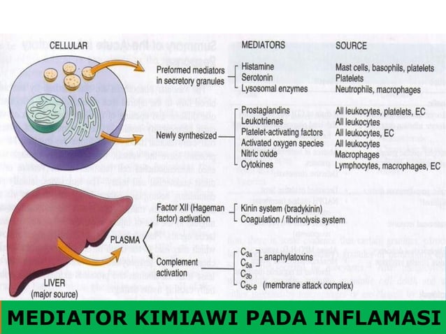 Konsep Inflamasi pada pasien, inflamasi adalah proses peradangan | PPT