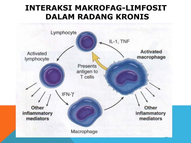 Konsep Inflamasi pada pasien, inflamasi adalah proses peradangan | PPT
