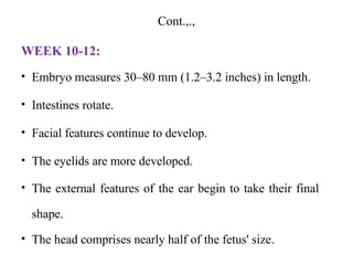 466416256-Stages-of-fetal-development-Final-PPT.pptx