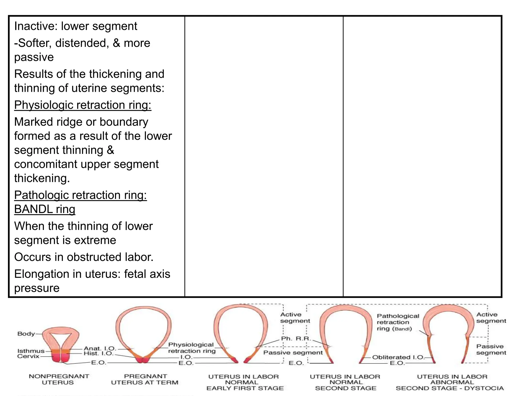 Stages of labor 4th year Bsc nursing ppt | PPTX