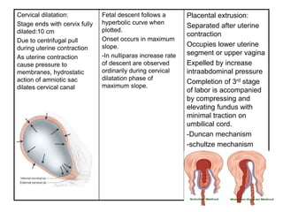 Stages of labor 4th year Bsc nursing ppt | PPTX
