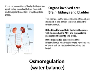 Homeostasis and related biological functions | PPT