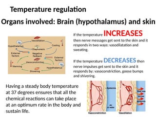 Homeostasis and related biological functions | PPT