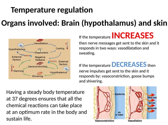 Homeostasis and related biological functions | PPT